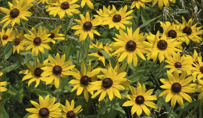 EFC - Declaration Against Euthanasia And Assisted Suicide